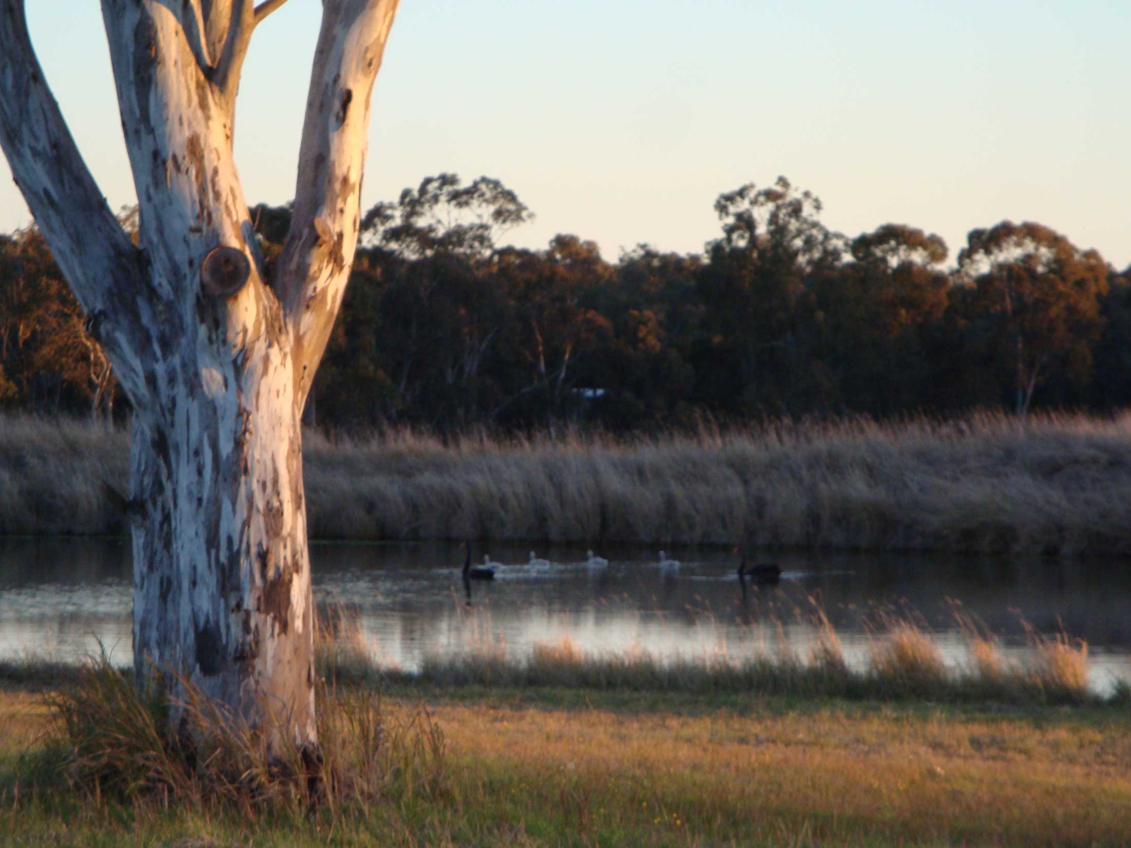 Visit, Shop and Stay at Adina Vineyard and Olive Grove