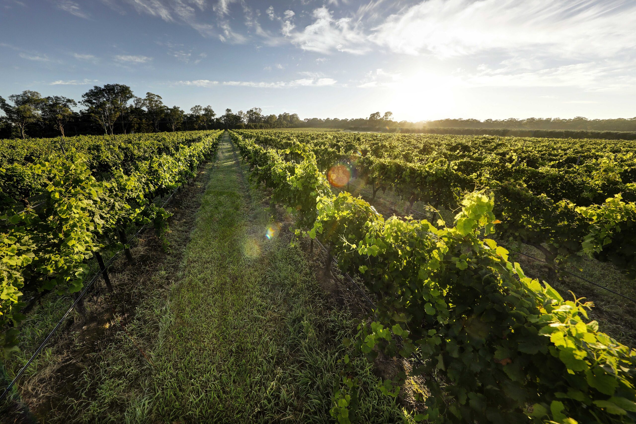 Visit, Shop and Stay at Adina Vineyard and Olive Grove